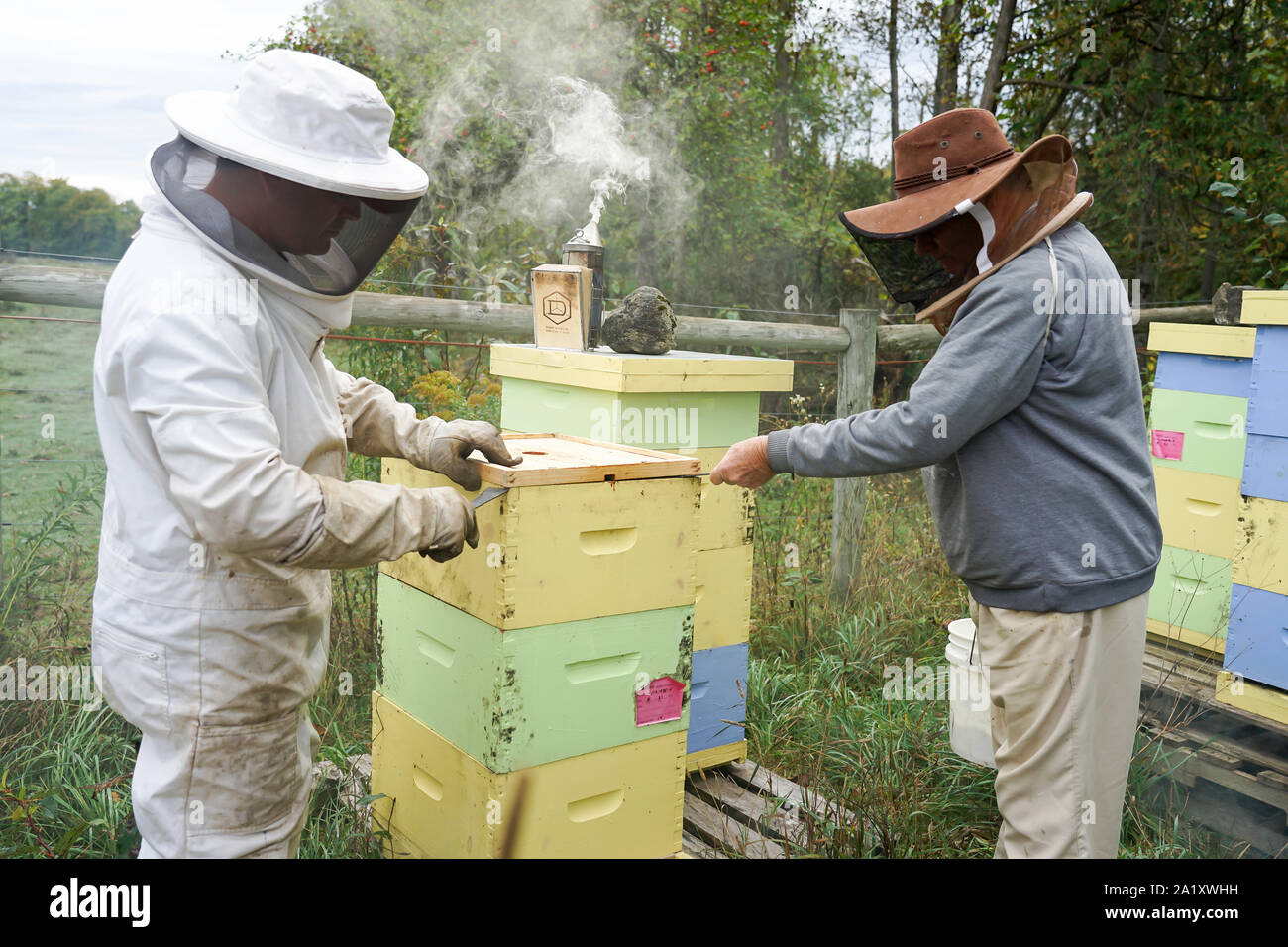 Honey bee Harvest by Beekeeper harvest the honey from his hives in late ...