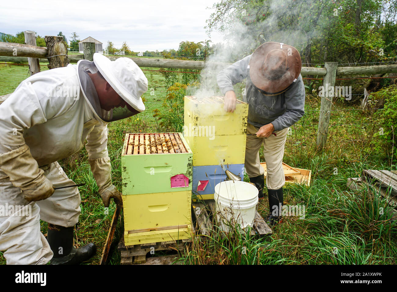 Honey bee Harvest by Beekeeper harvest the honey from his hives in late ...