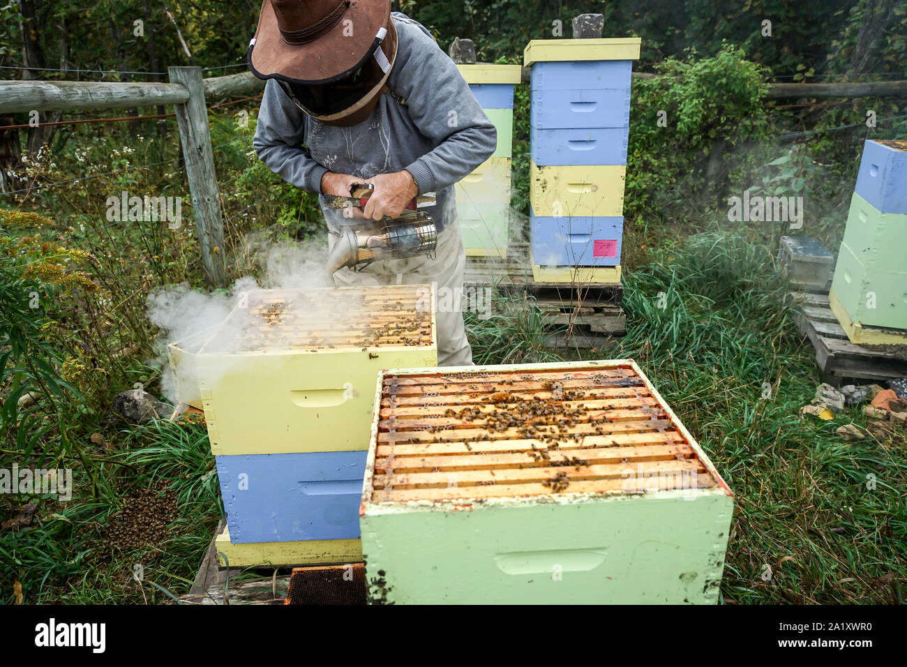 Honey bee Harvest by Beekeeper harvest the honey from his hives in late ...