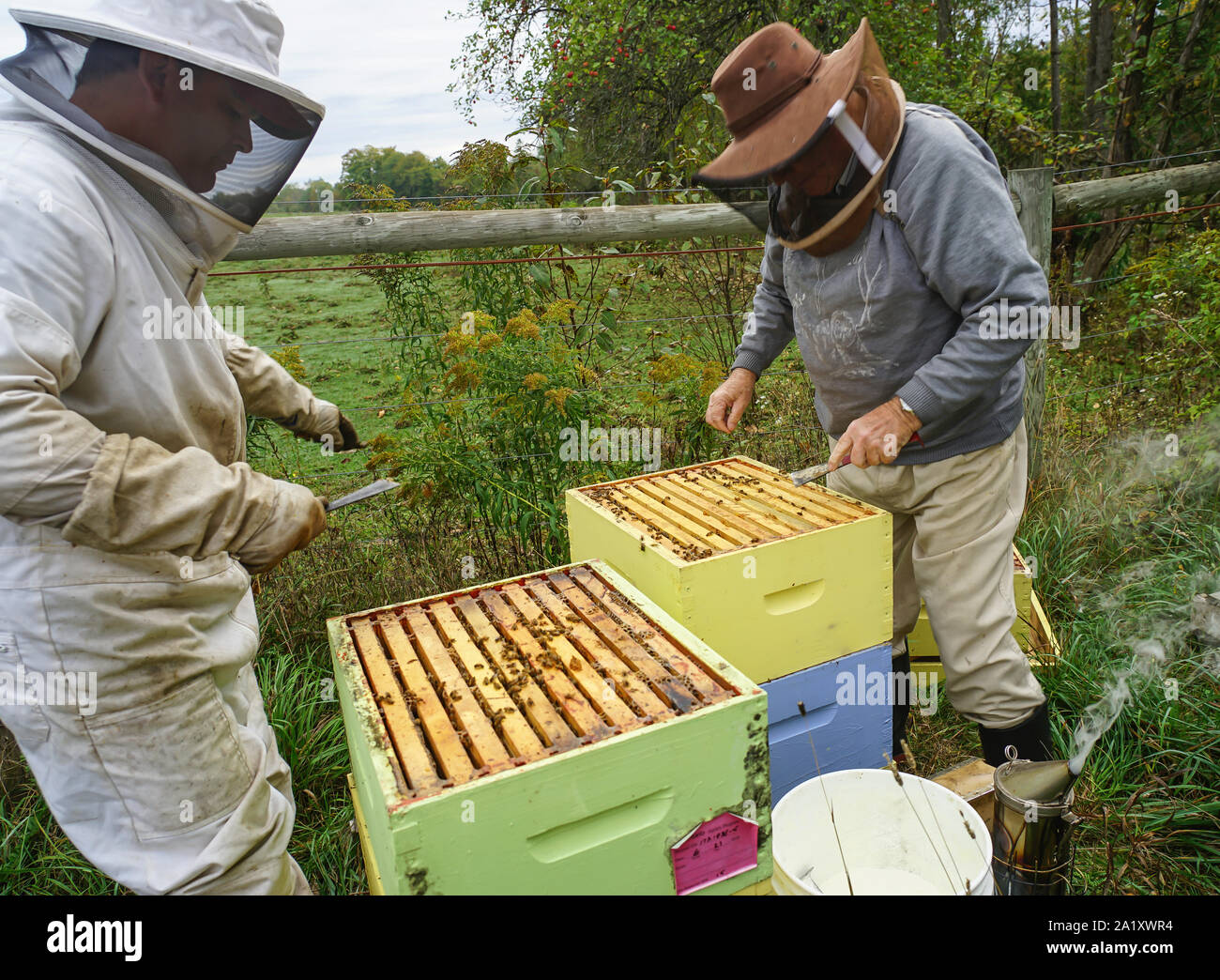 Honey bee Harvest by Beekeeper harvest the honey from his hives in late ...
