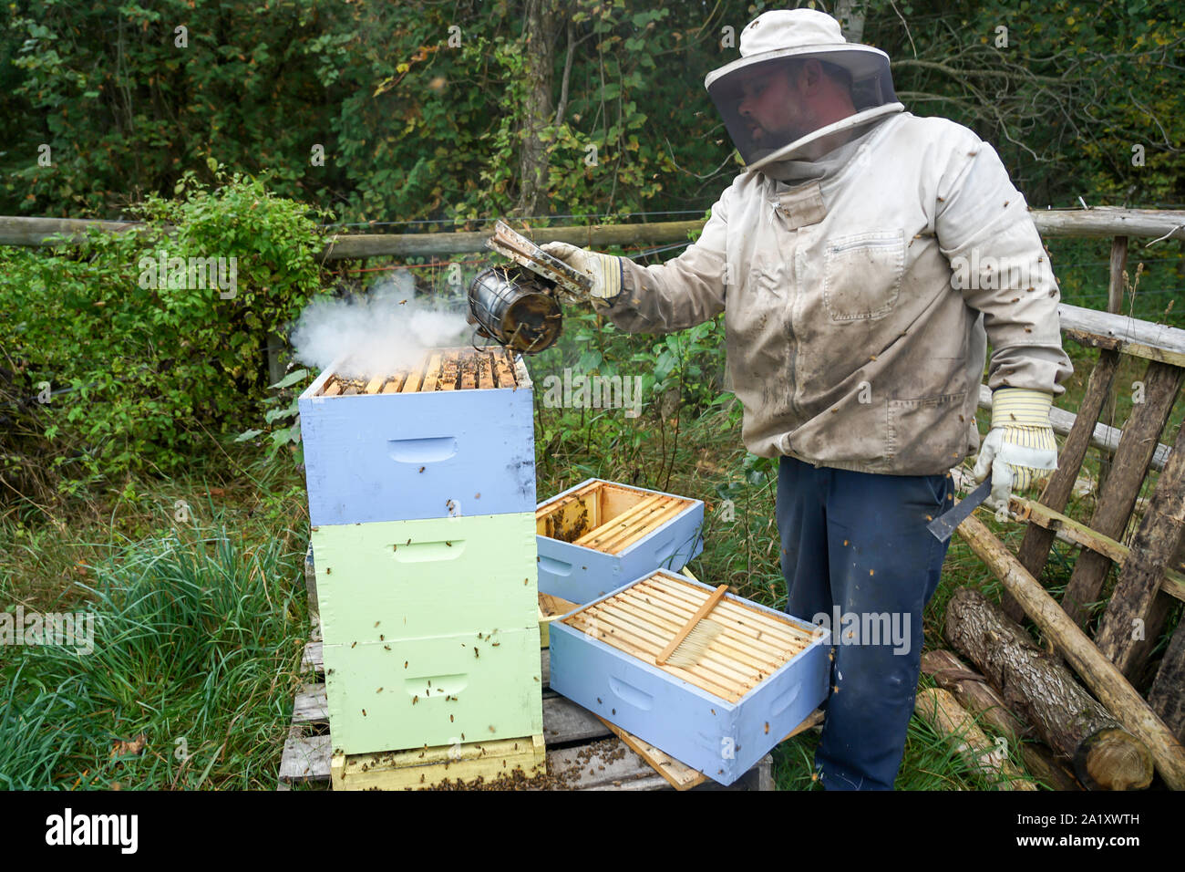 Honey bee Harvest by Beekeeper harvest the honey from his hives in late ...