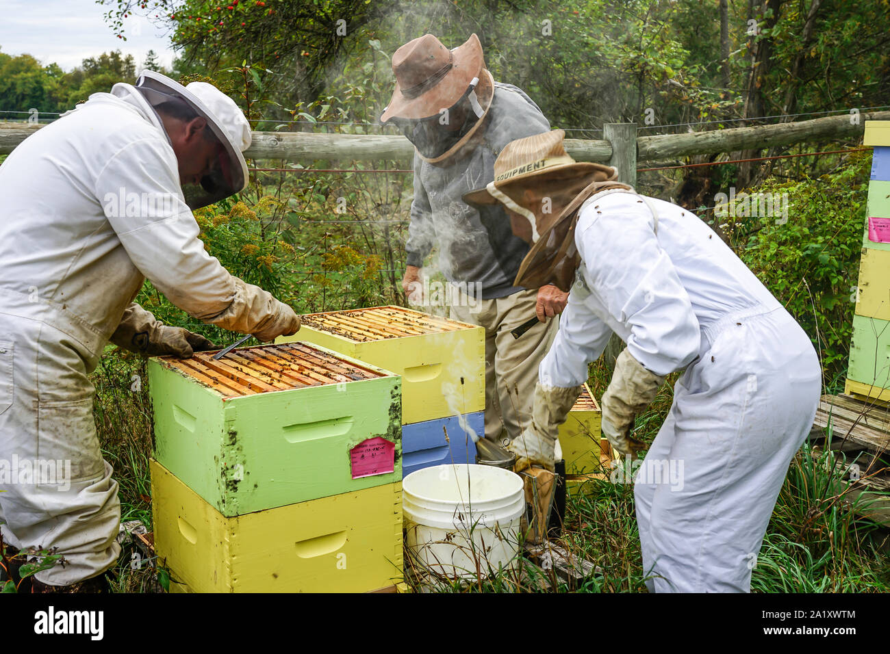 Honey bee Harvest by Beekeeper harvest the honey from his hives in late ...