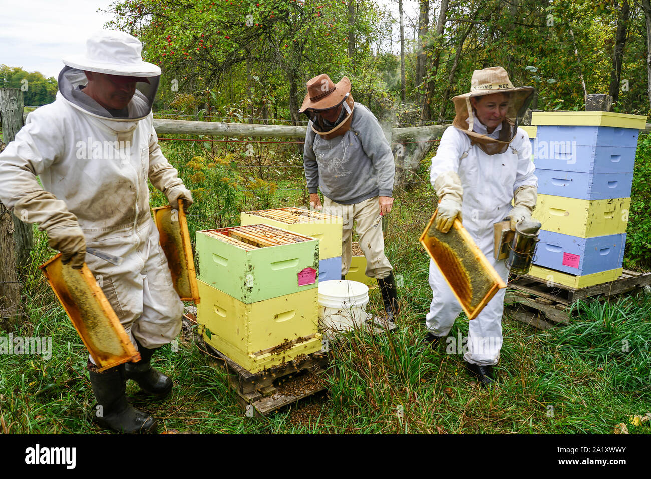 Honey bee Harvest by Beekeeper harvest the honey from his hives in late ...