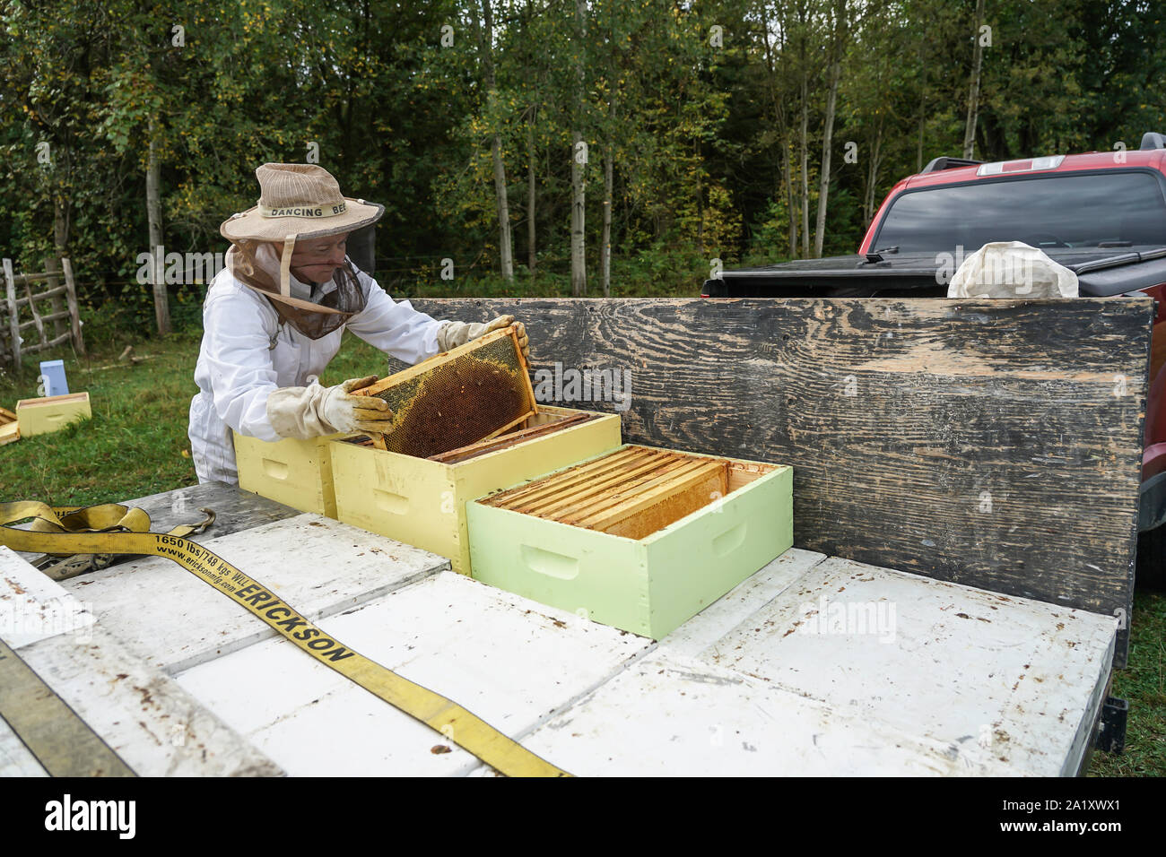 Honey bee Harvest by Beekeeper harvest the honey from his hives in late ...