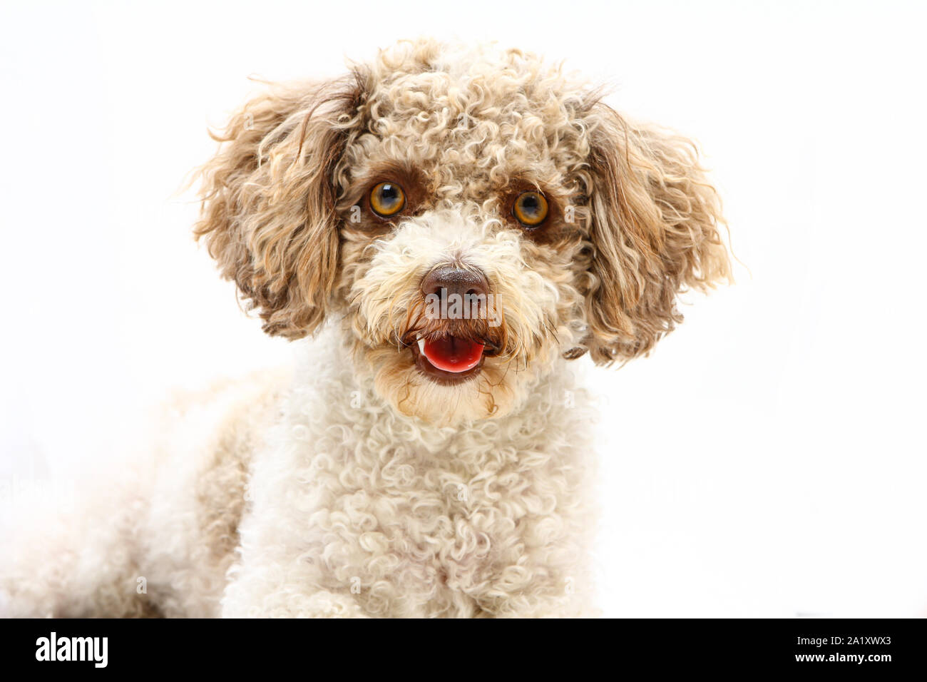 dogs in studio white background Stock Photo - Alamy