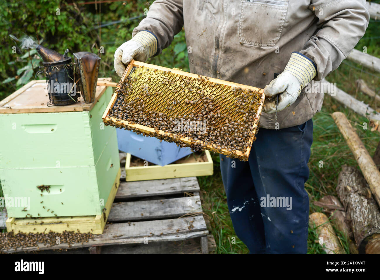 Honey bee Harvest by Beekeeper harvest the honey from his hives in late ...