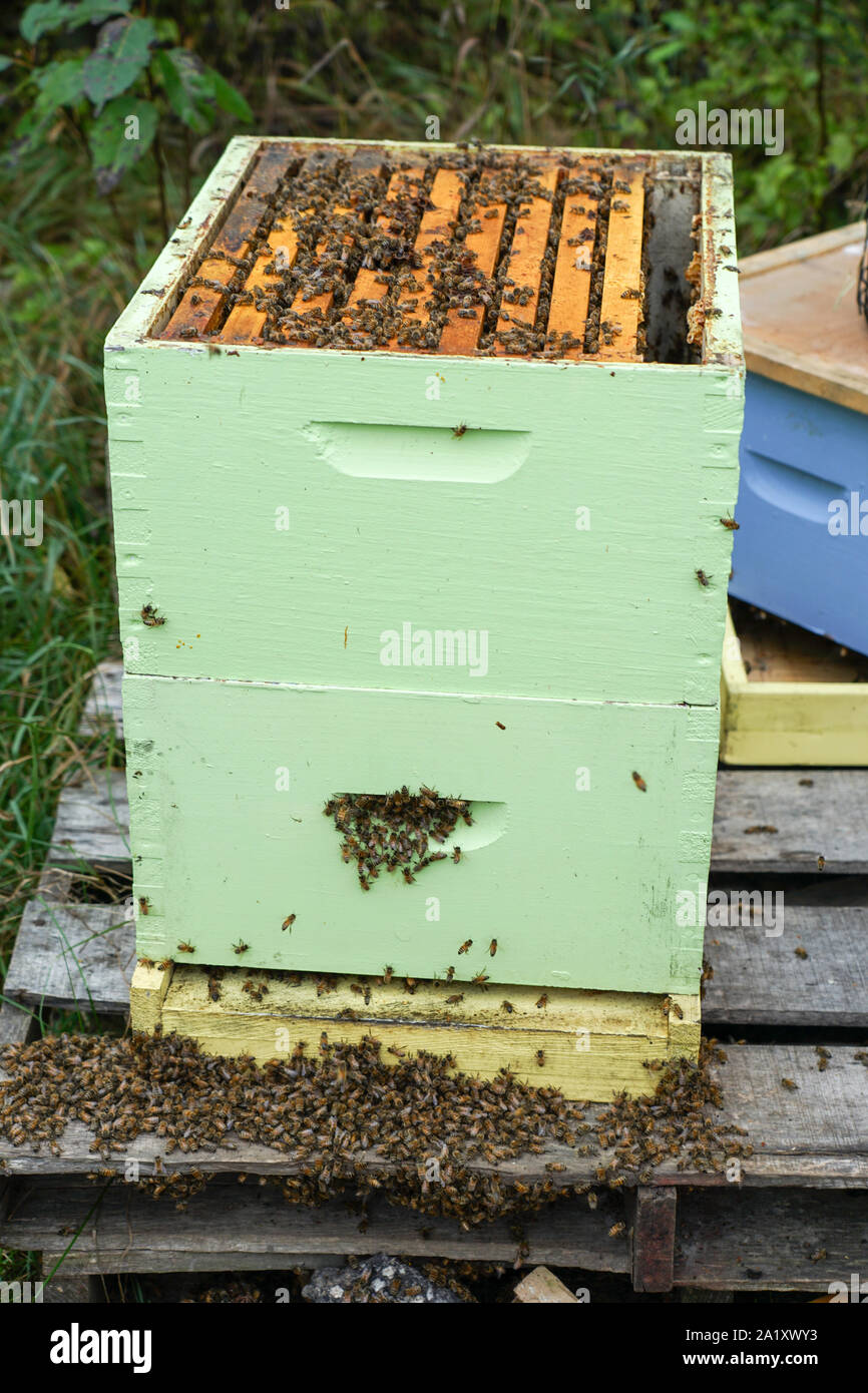 Honey bee Harvest by Beekeeper harvest the honey from his hives in late ...