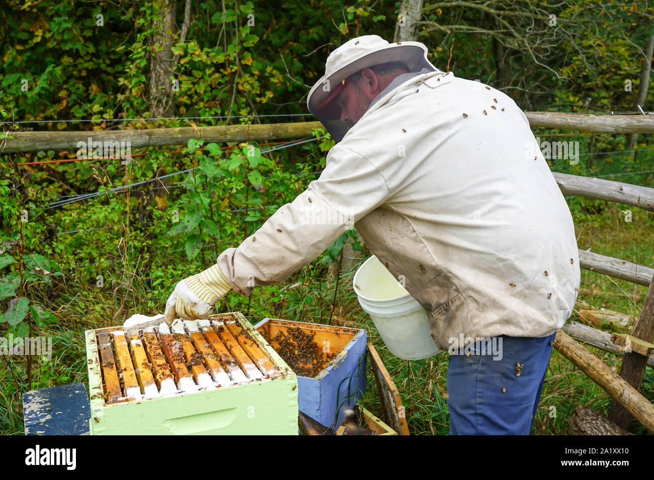 Honey bee Harvest by Beekeeper harvest the honey from his hives in late ...