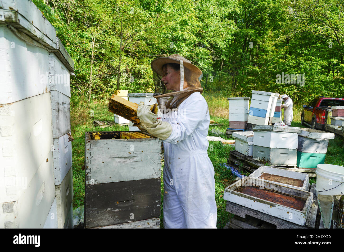 Honey bee Harvest by Beekeeper harvest the honey from his hives in late ...