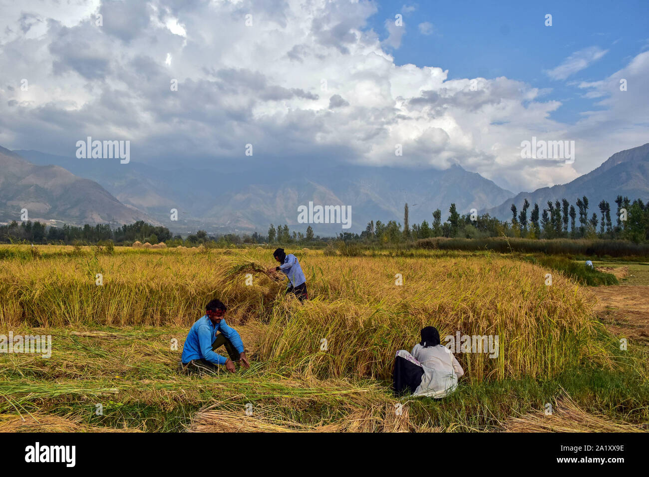 Reap season hi-res stock photography and images - Alamy