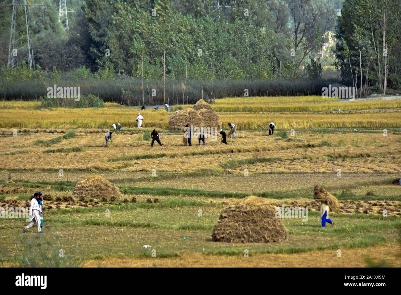 Kashmiri farmers hi-res stock photography and images - Alamy