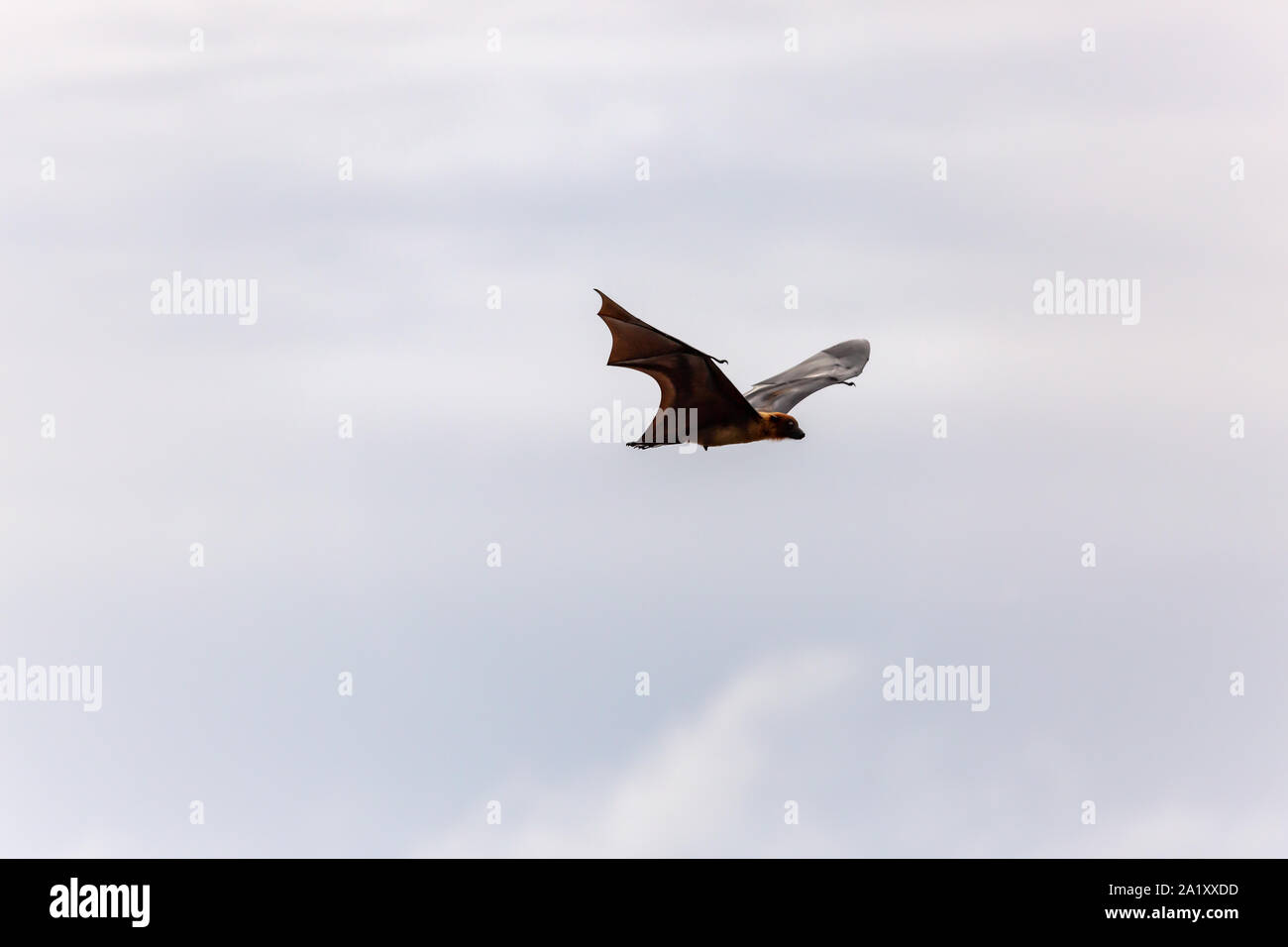 Flying fox giant bat australia hi-res stock photography and images - Alamy