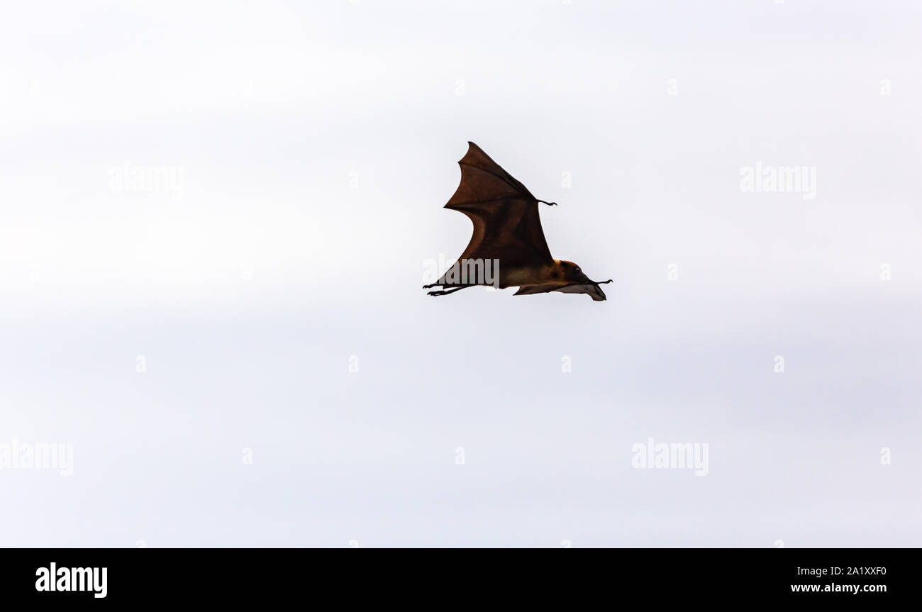 flying fox in flight over the Bentota River Sri Lanka Stock Photo - Alamy