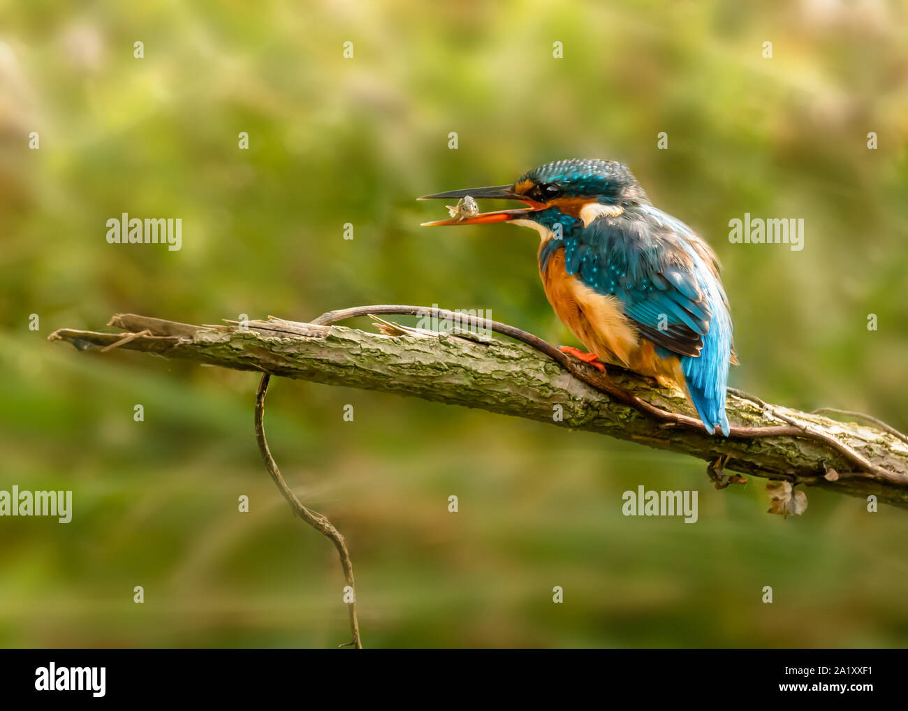 Kingfisher fish beak hi-res stock photography and images - Alamy