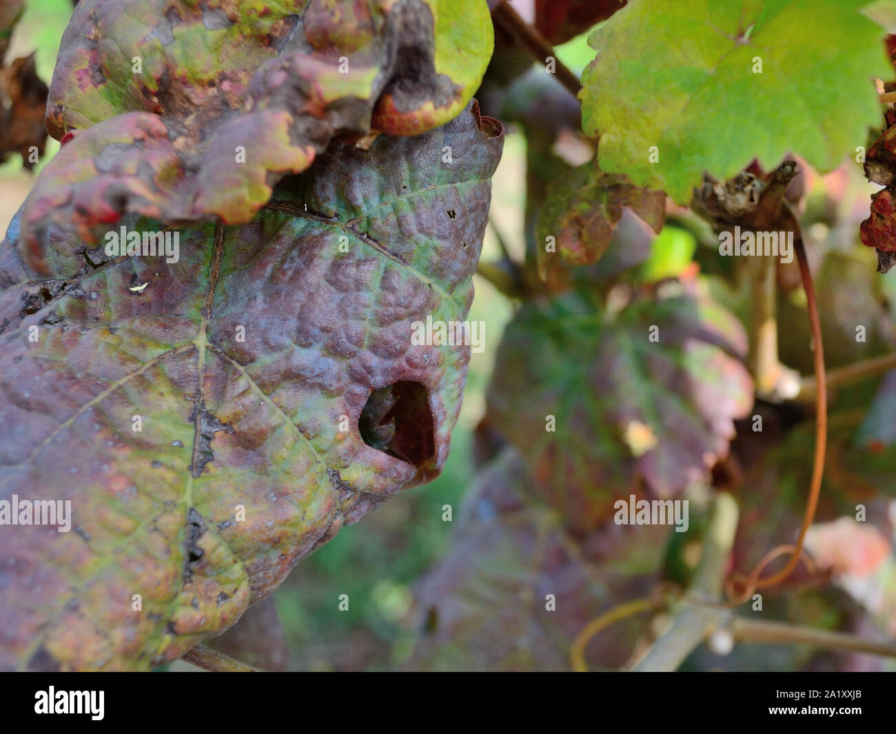 Grapevine leafroll associated virus Stock Photo - Alamy