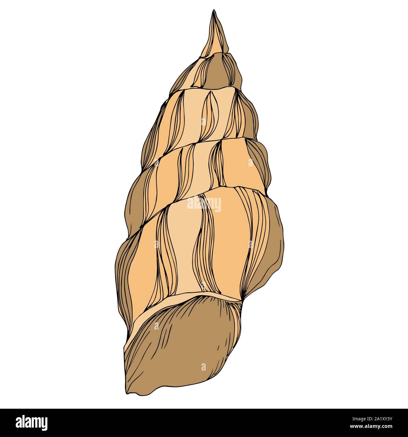 Vector Summer beach seashell tropical elements. Brown beige engraved ...