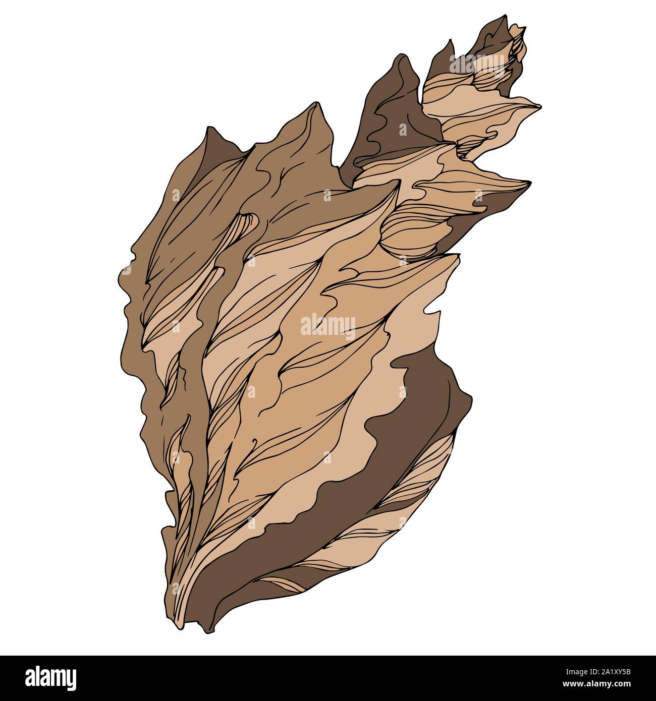 Vector Summer beach seashell tropical elements. Brown beige engraved ...