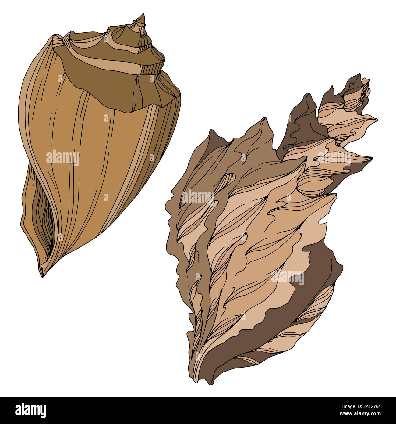 Closeup shell on beach Stock Vector Images - Alamy