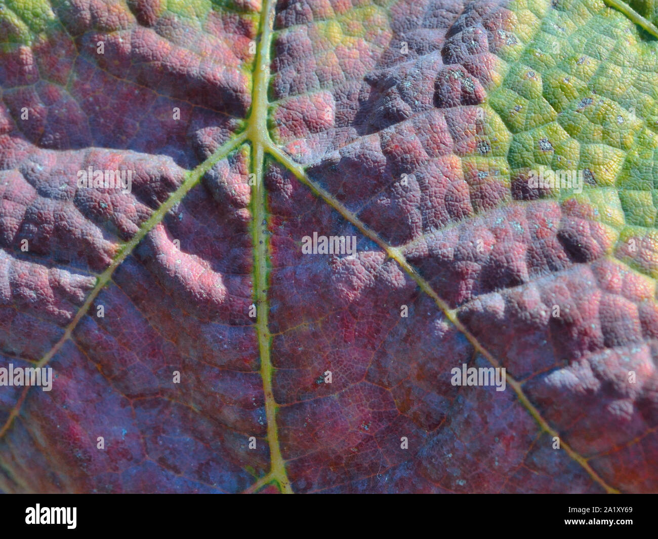 Grapevine disease hi-res stock photography and images - Alamy