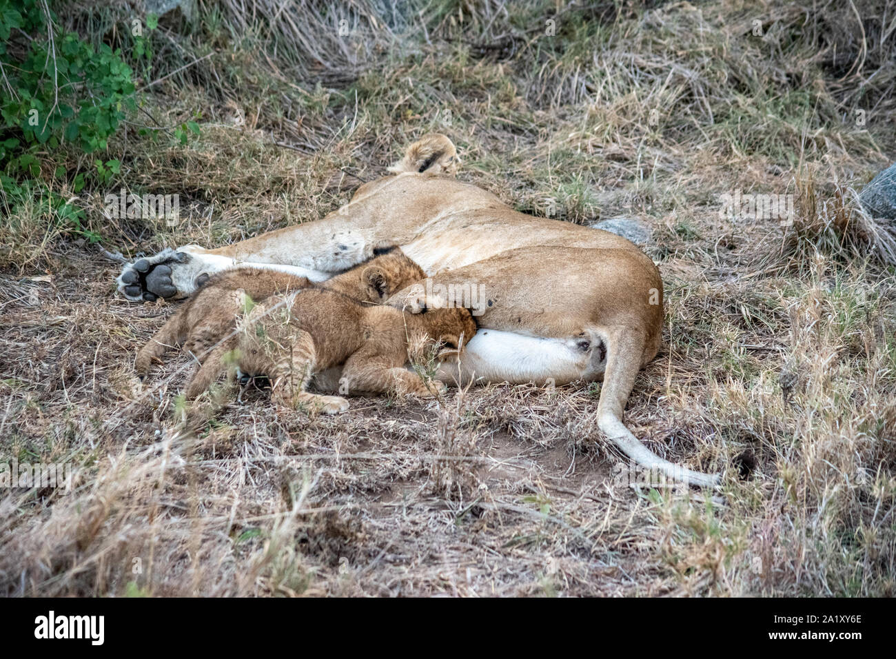 Lion nursing hi-res stock photography and images - Alamy