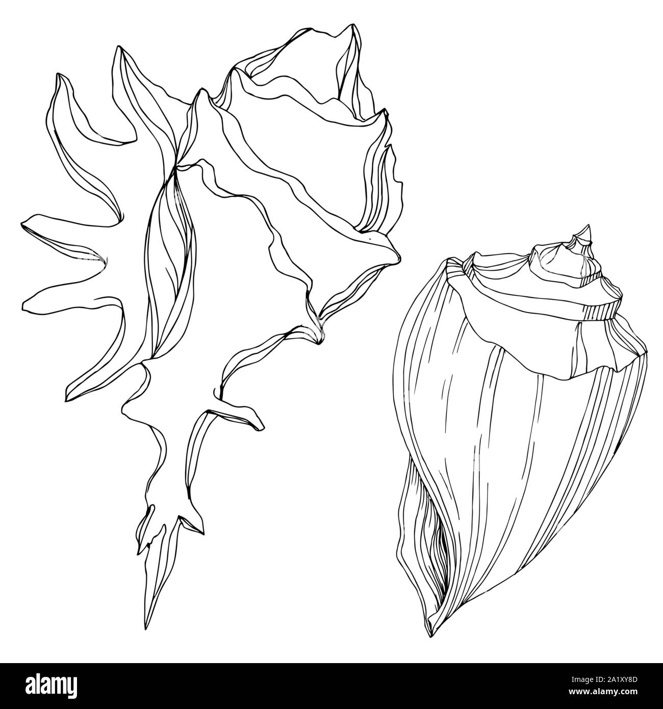 Vector Summer beach seashell tropical elements. Black and white ...