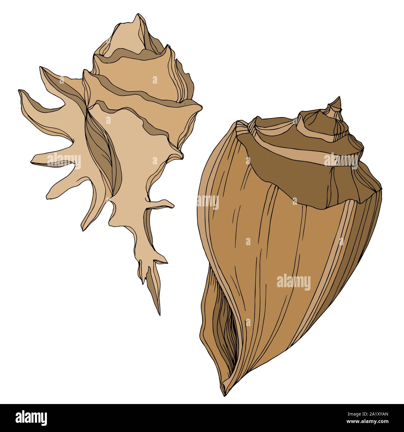 Brown seashell Stock Vector Images - Alamy