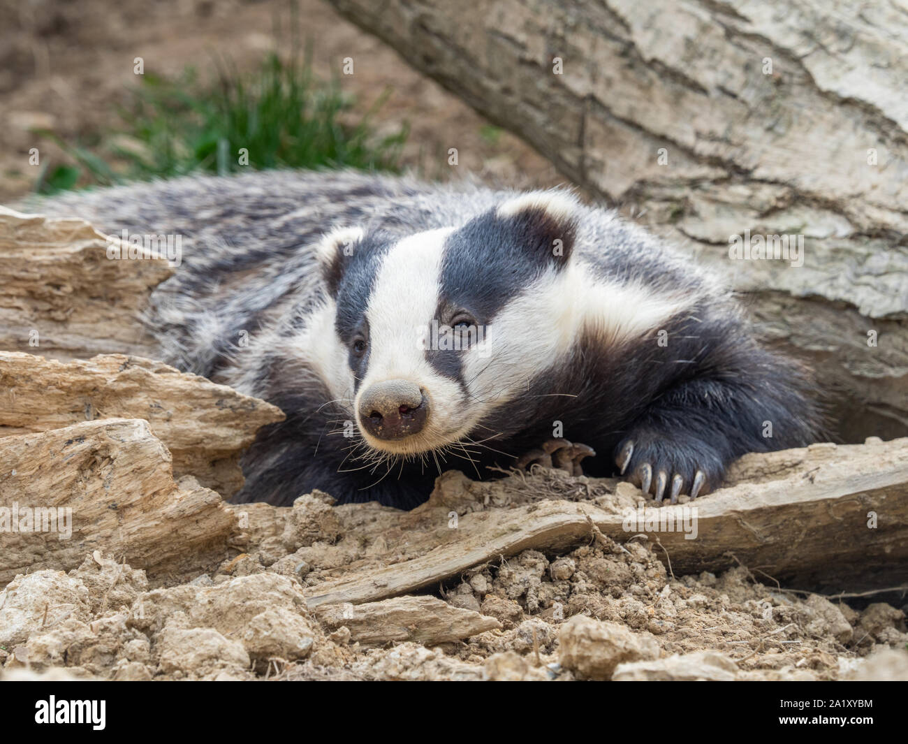 Badger out of set hi-res stock photography and images - Alamy