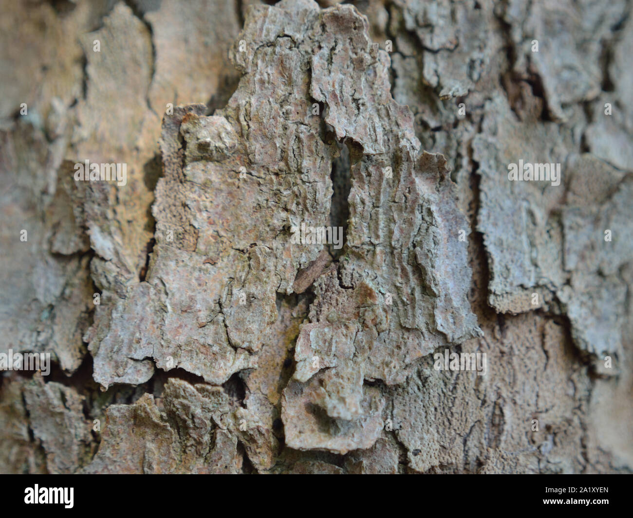 Close-up of the furrowed bark of a European cornel, Cornus mas Stock ...