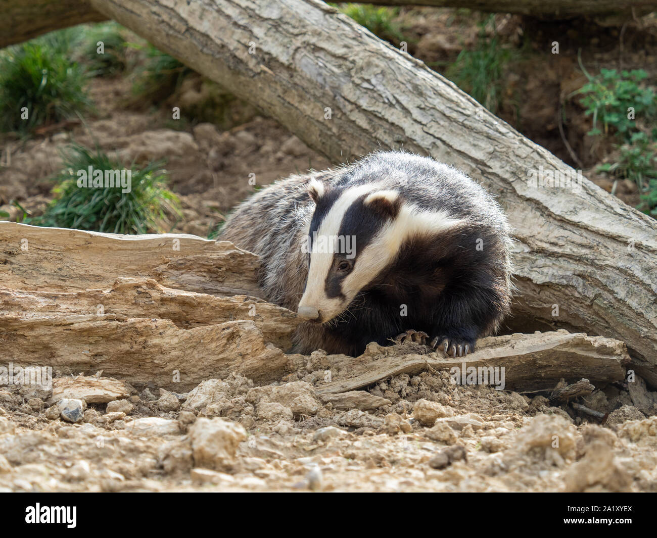 Badger Out Of Set High Resolution Stock Photography and Images - Alamy
