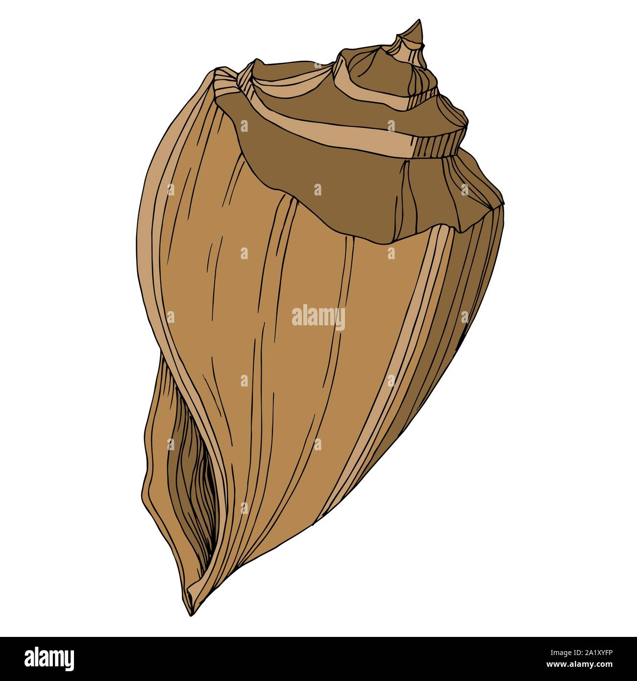 Vector Summer beach seashell tropical elements. Brown beige engraved ...