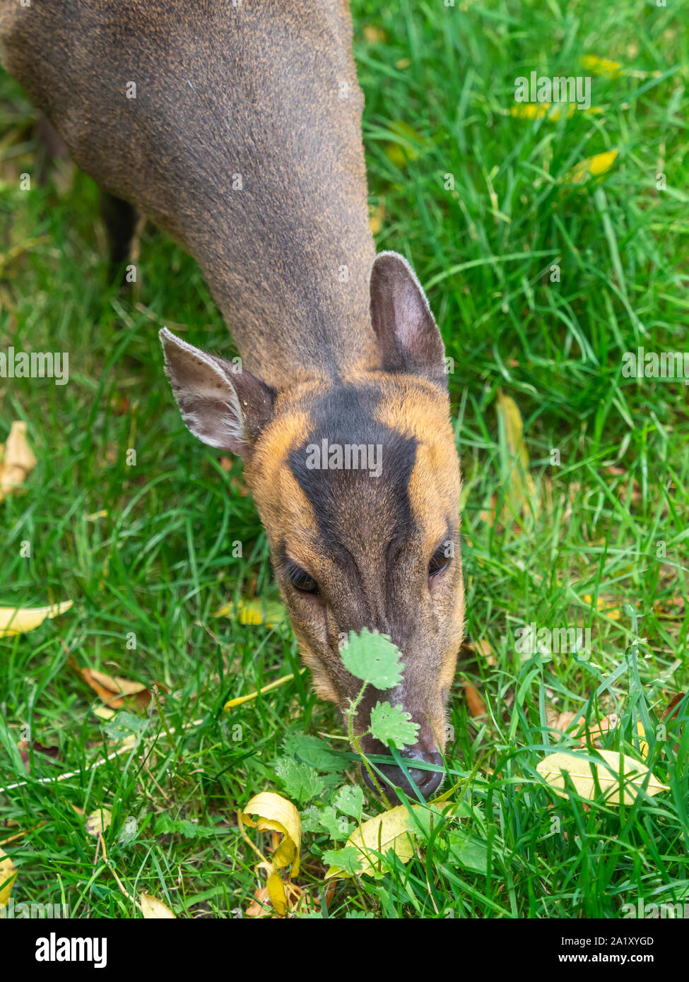 Baby muntjac deer hi-res stock photography and images - Alamy
