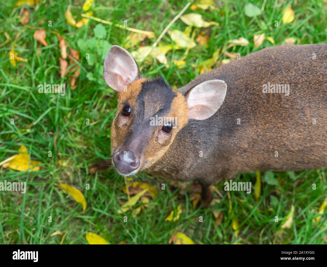 Baby muntjac deer hi-res stock photography and images - Alamy