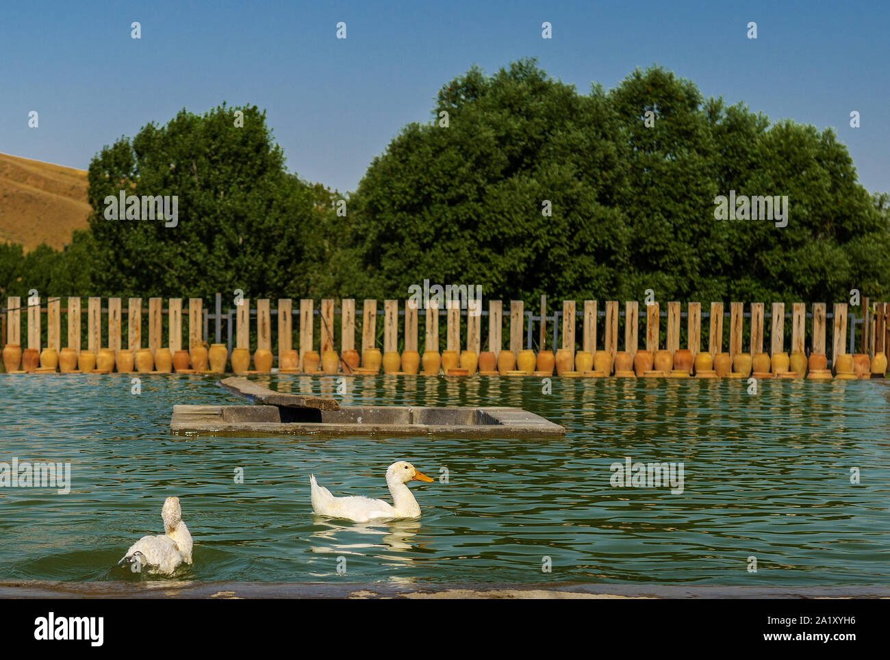White duck hi-res stock photography and images - Alamy