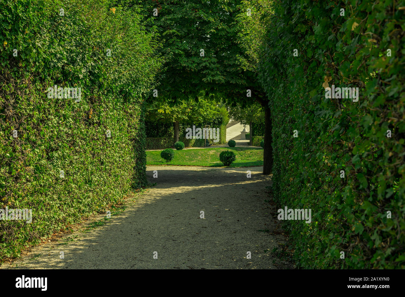 green tunnel in fresh spring foliage. way to nature. natural background ...