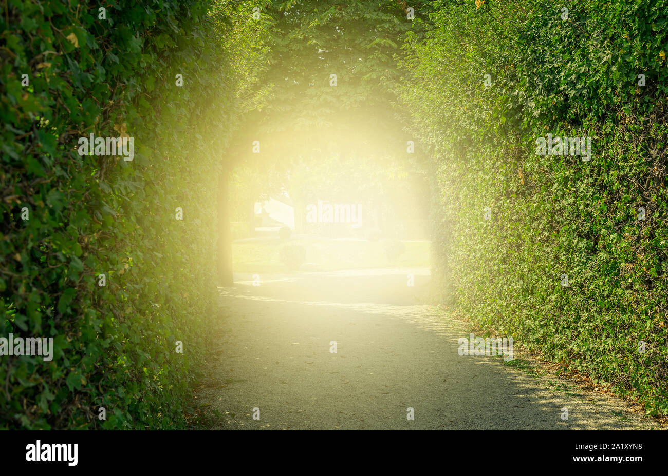 green tunnel of trees. road through tunnel of trees and light at the ...