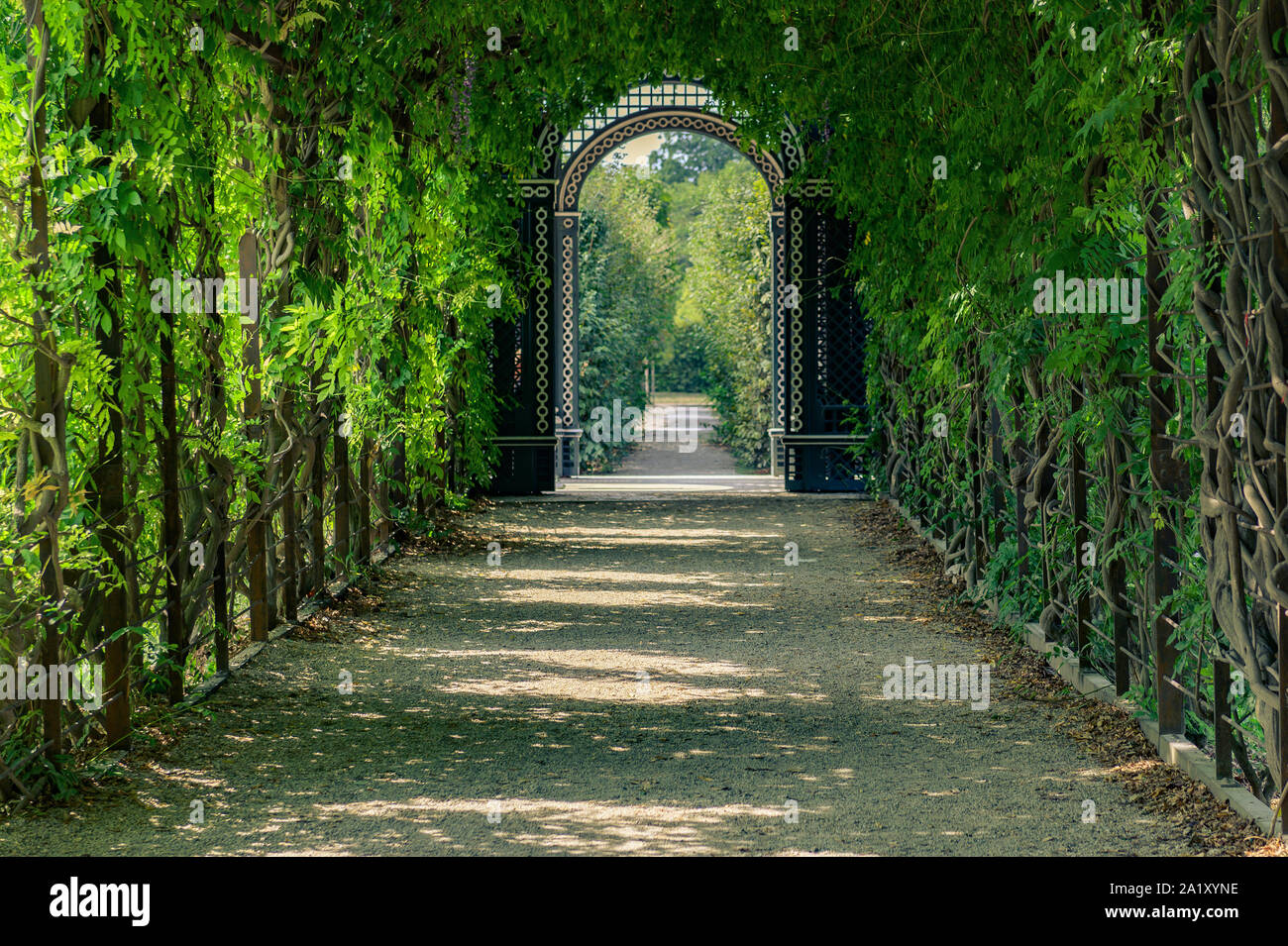 Green tunnel in fresh spring foliage. Way to nature. Natural background ...