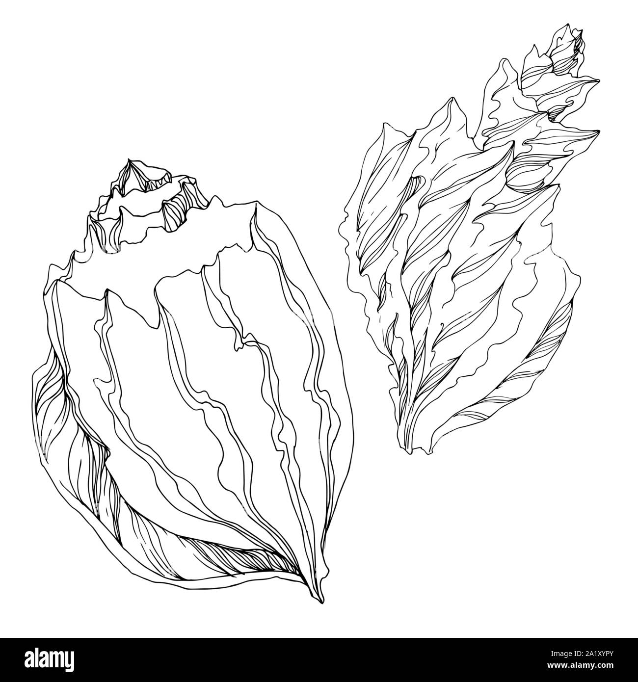 Vector Summer beach seashell tropical elements. Black and white ...