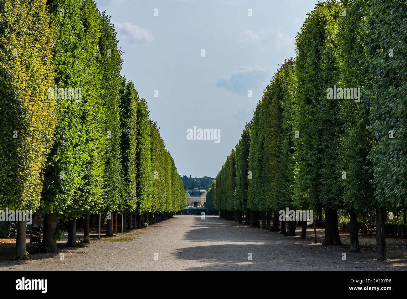 sidewalk walking pavement alley path with trees in park. nature ...