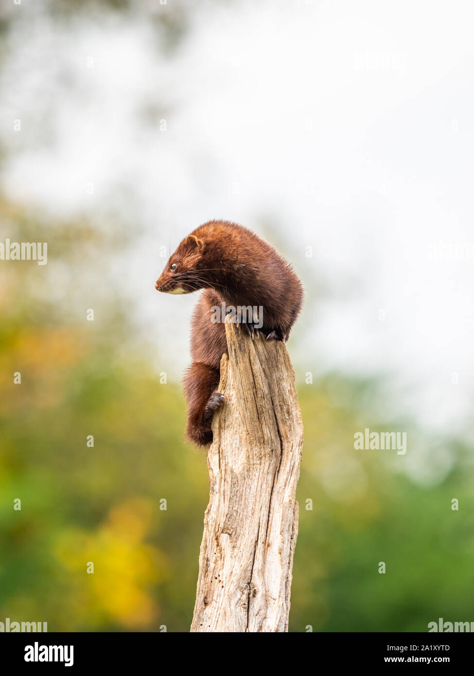 American mink (Neovison vison) on a tree stump Stock Photo - Alamy