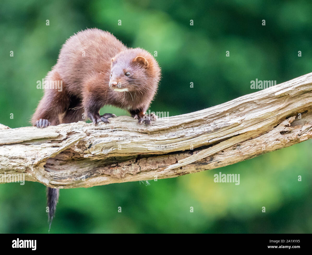 American mink (Neovison vison) on a tree stump Stock Photo - Alamy
