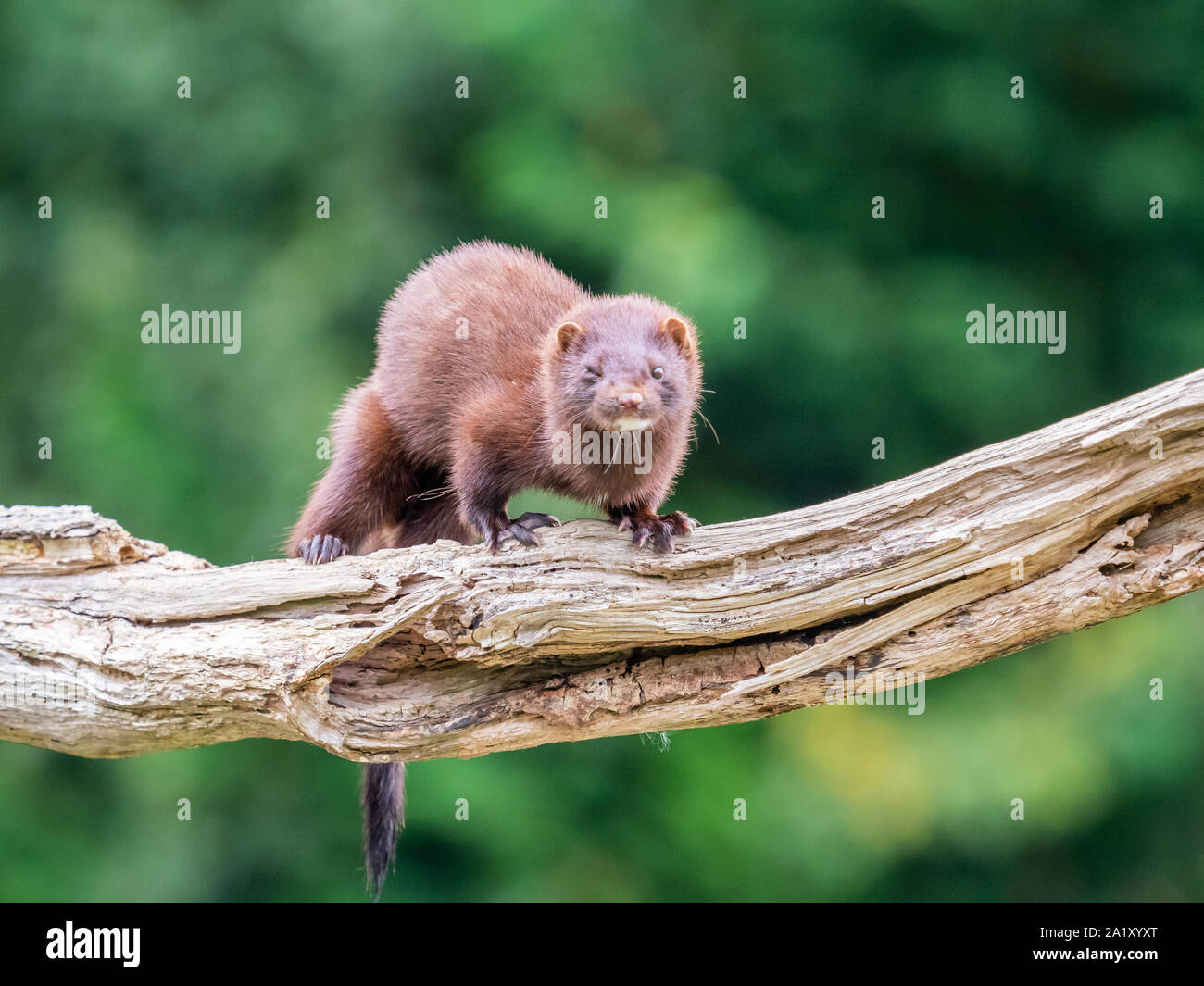 Mink hi-res stock photography and images - Alamy