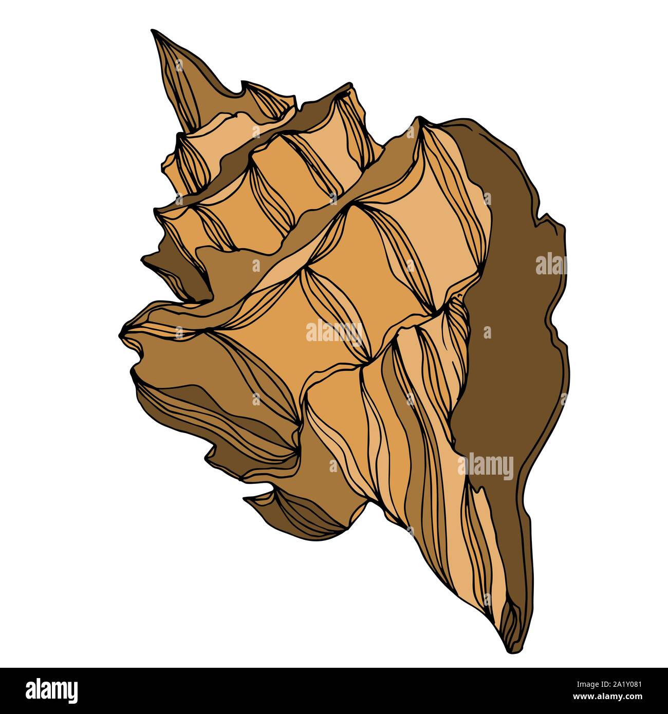 Vector Summer beach seashell tropical elements. Black and white ...