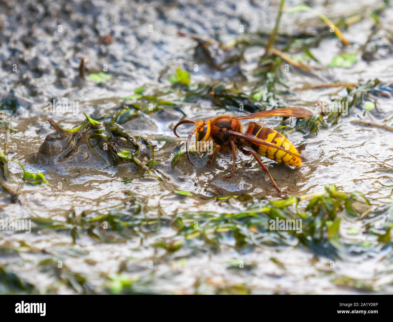 Wasp pool hi-res stock photography and images - Alamy