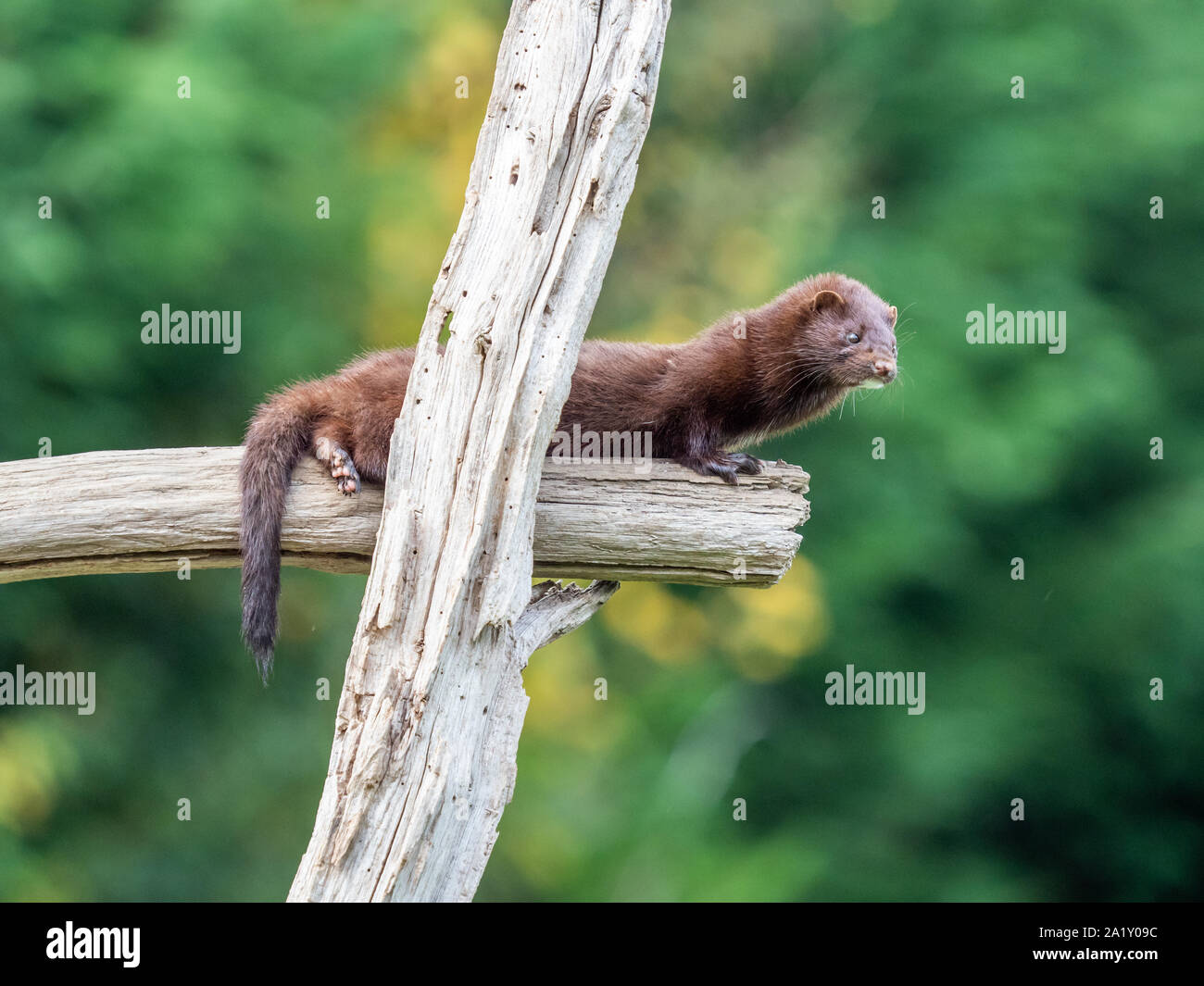 American mink (Neovison vison) on a tree stump Stock Photo - Alamy