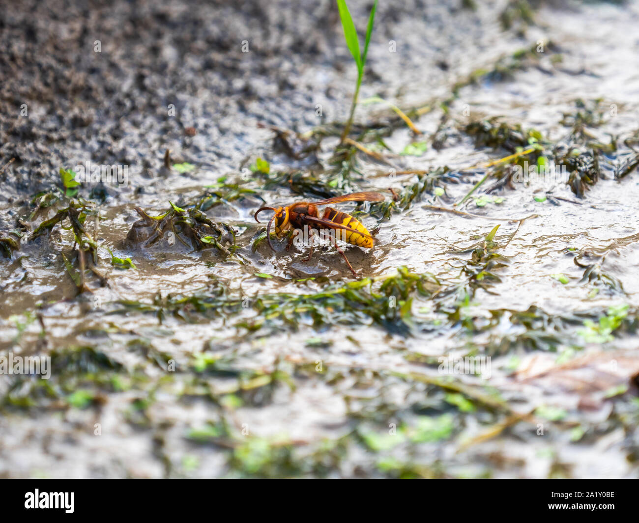 Wasp drinking from a muddy pool Stock Photo - Alamy