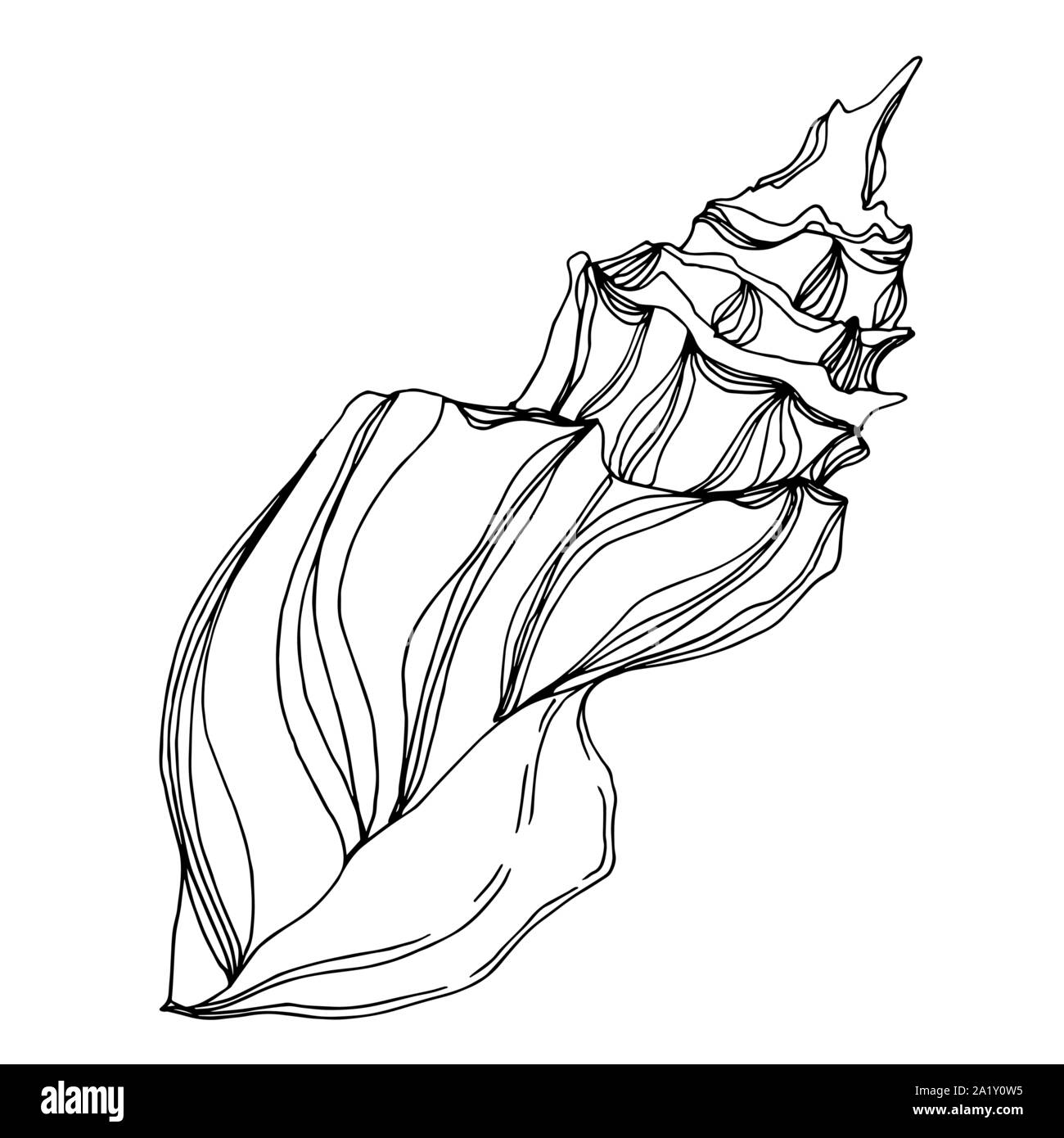 Vector Summer beach seashell tropical elements. Black and white ...