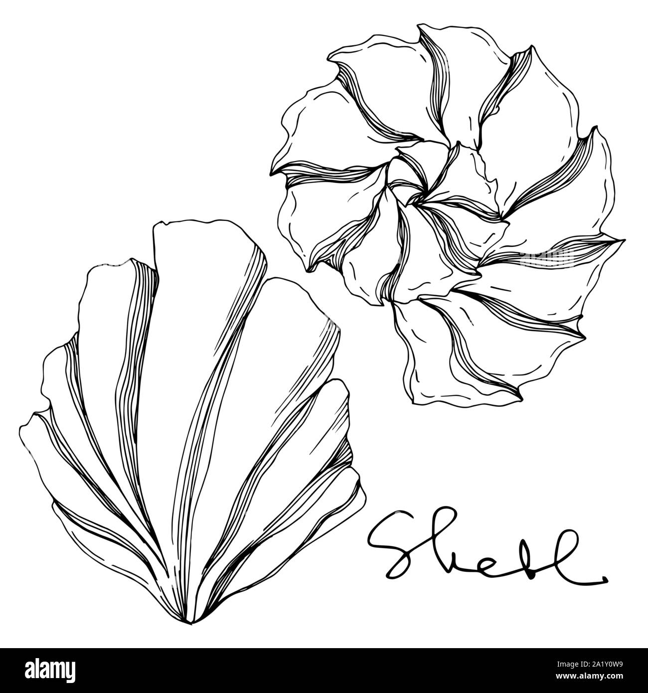 Vector Summer beach seashell tropical elements. Black and white ...