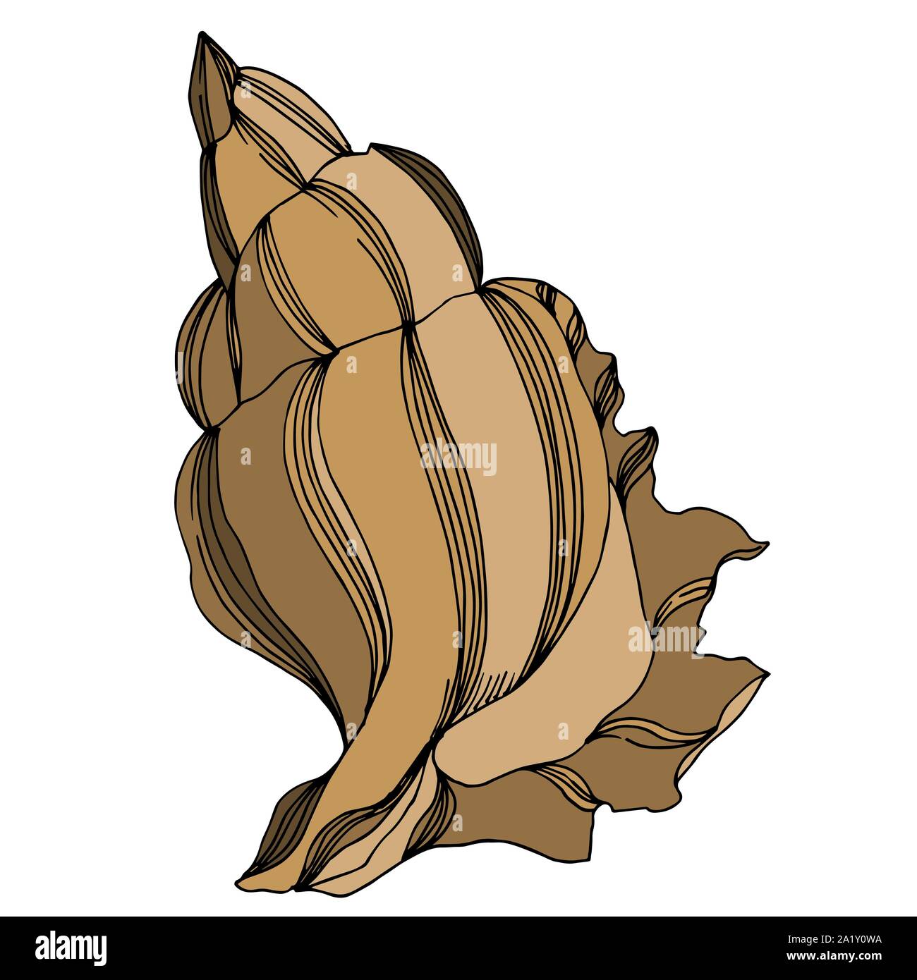 Vector Summer beach seashell tropical elements. Black and white ...
