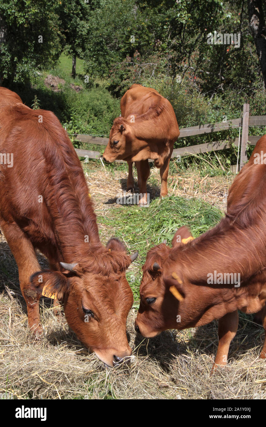 Race de vache laitière hi-res stock photography and images - Alamy