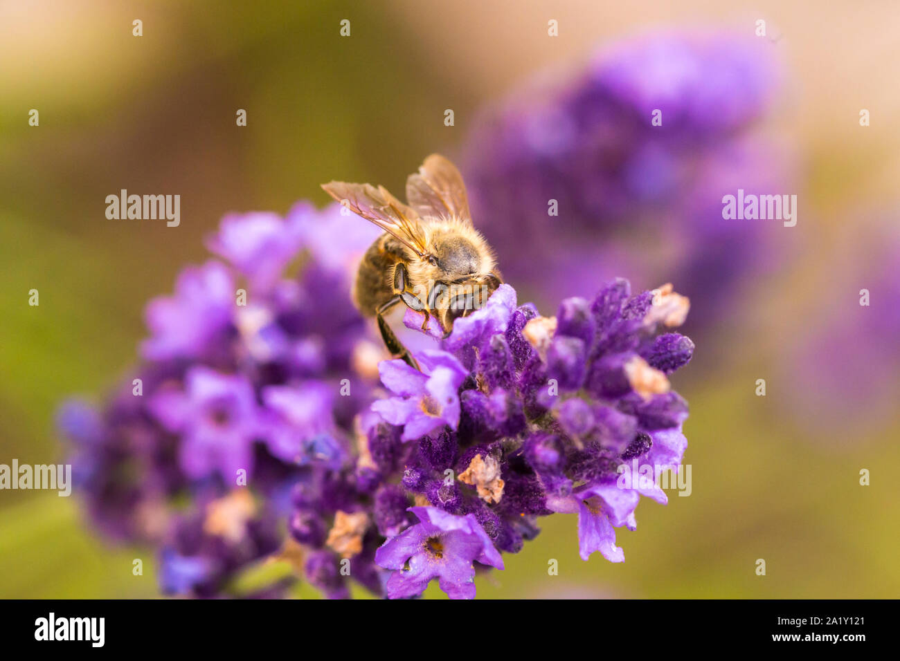 Floral pollination hi-res stock photography and images - Alamy